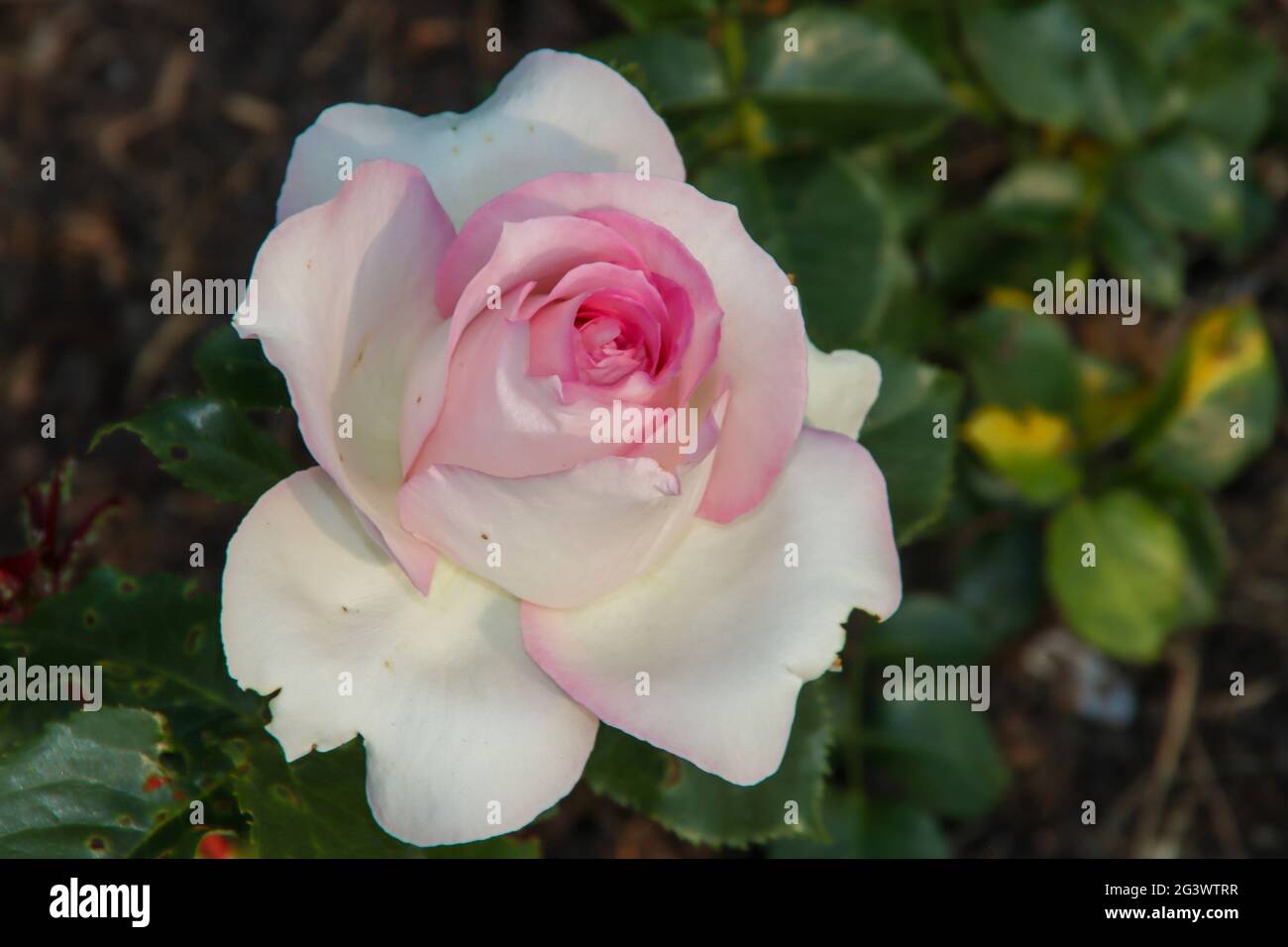 Ragazza rosa hi-res stock photography and images - Alamy