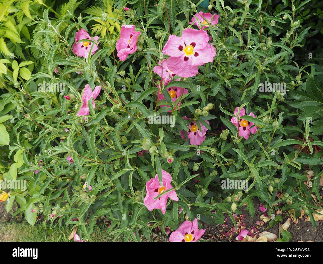 Cistus Pupureus, aka Orchid Rockrose Stock Photo - Alamy