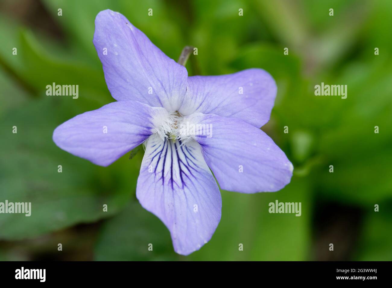 Violet grove hi-res stock photography and images - Alamy