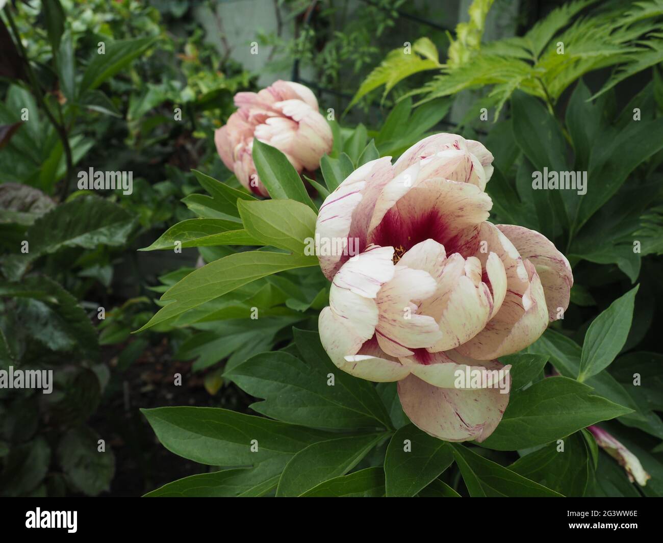 Multicoloured peony (Paeonia) flower "All That Jazz Stock Photo - Alamy