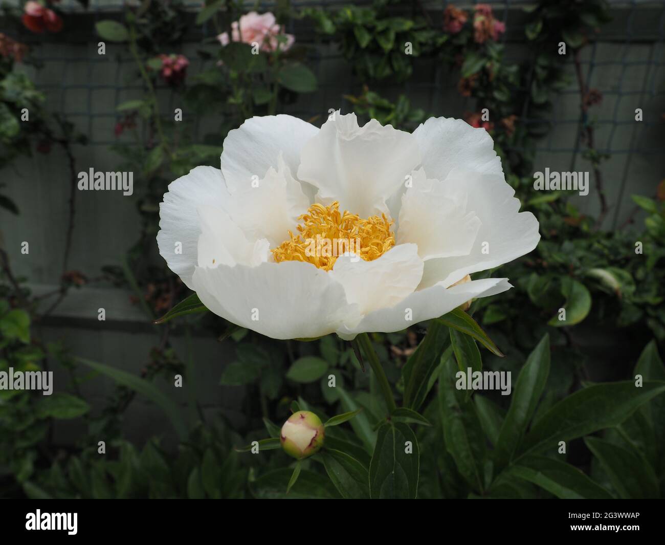 White peony (Paeonia) flower "Dublin" fully open Stock Photo - Alamy