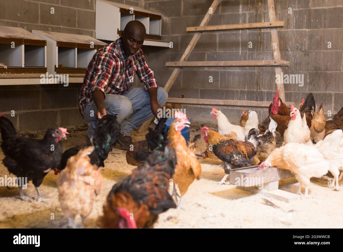 African american man farmer taking care chickens at chicken-house Stock ...
