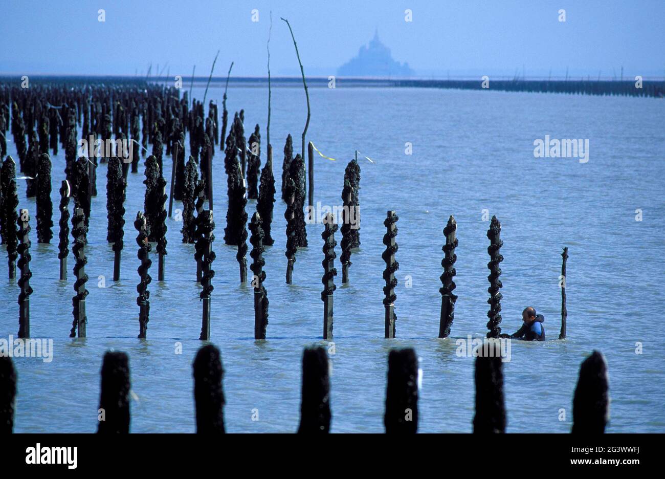 FRANCE. ILLE-ET-VILAINE (35) BRITTANY REGION. THE MONT ST-MICHEL BAY ...