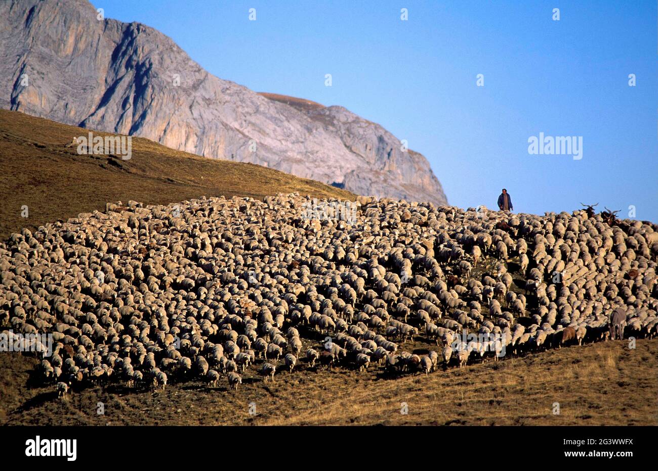 Transhumance provence hi-res stock photography and images - Alamy