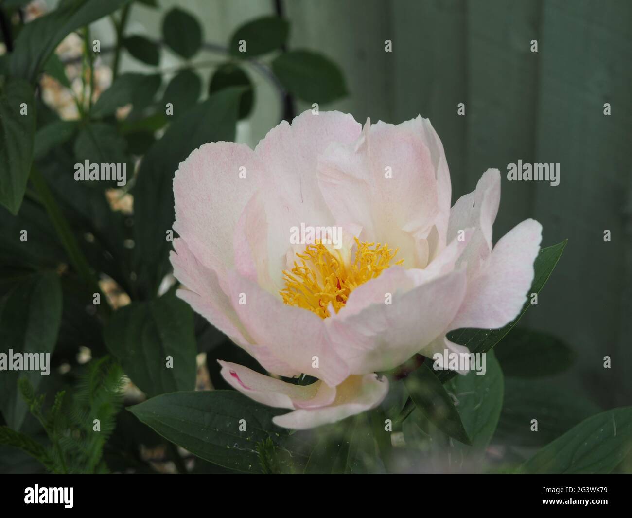 White peony paeonia flower hi-res stock photography and images - Alamy