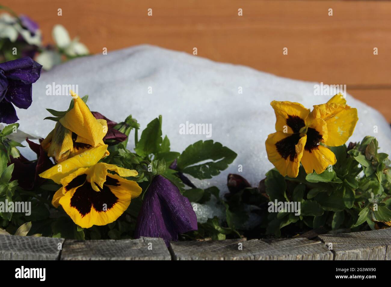 Orange sun pansy hi-res stock photography and images - Alamy