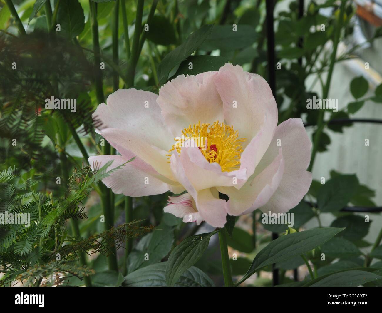 White peony (Paeonia) flower "Dublin" fully open Stock Photo - Alamy