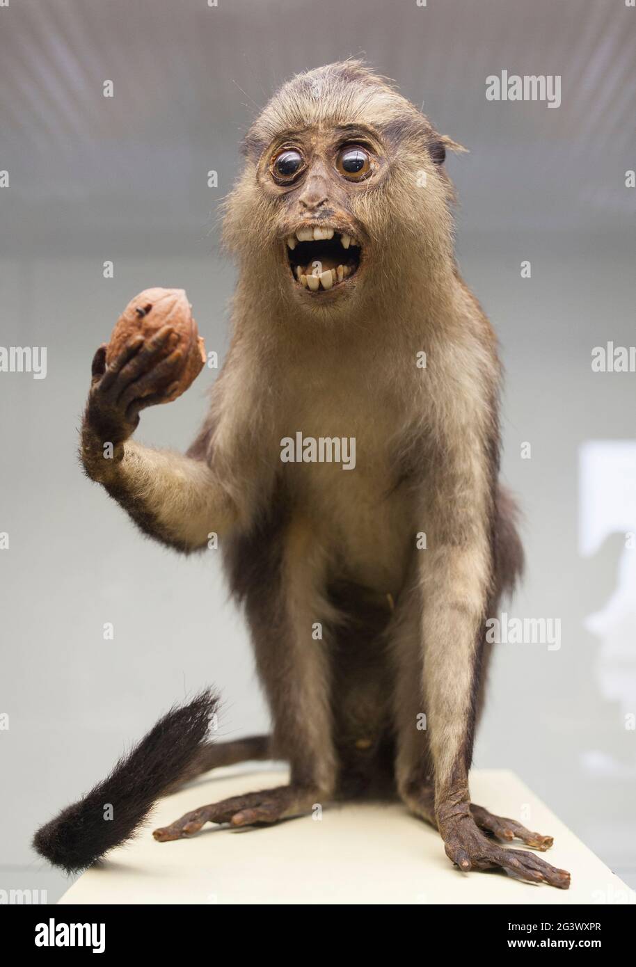 Commonest monkey near rivers hi-res stock photography and images - Alamy