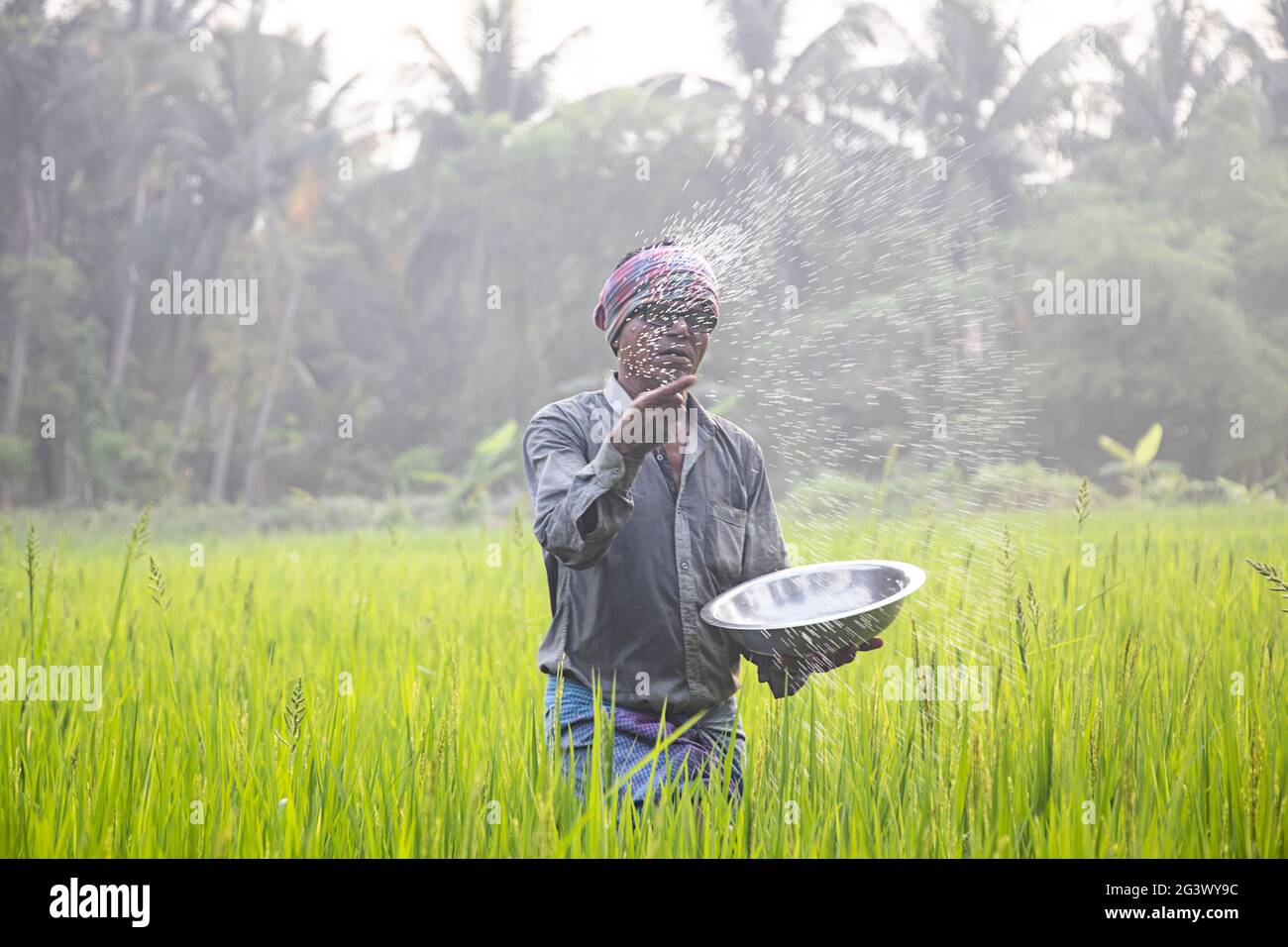 Paddy field fertiliser hi-res stock photography and images - Alamy