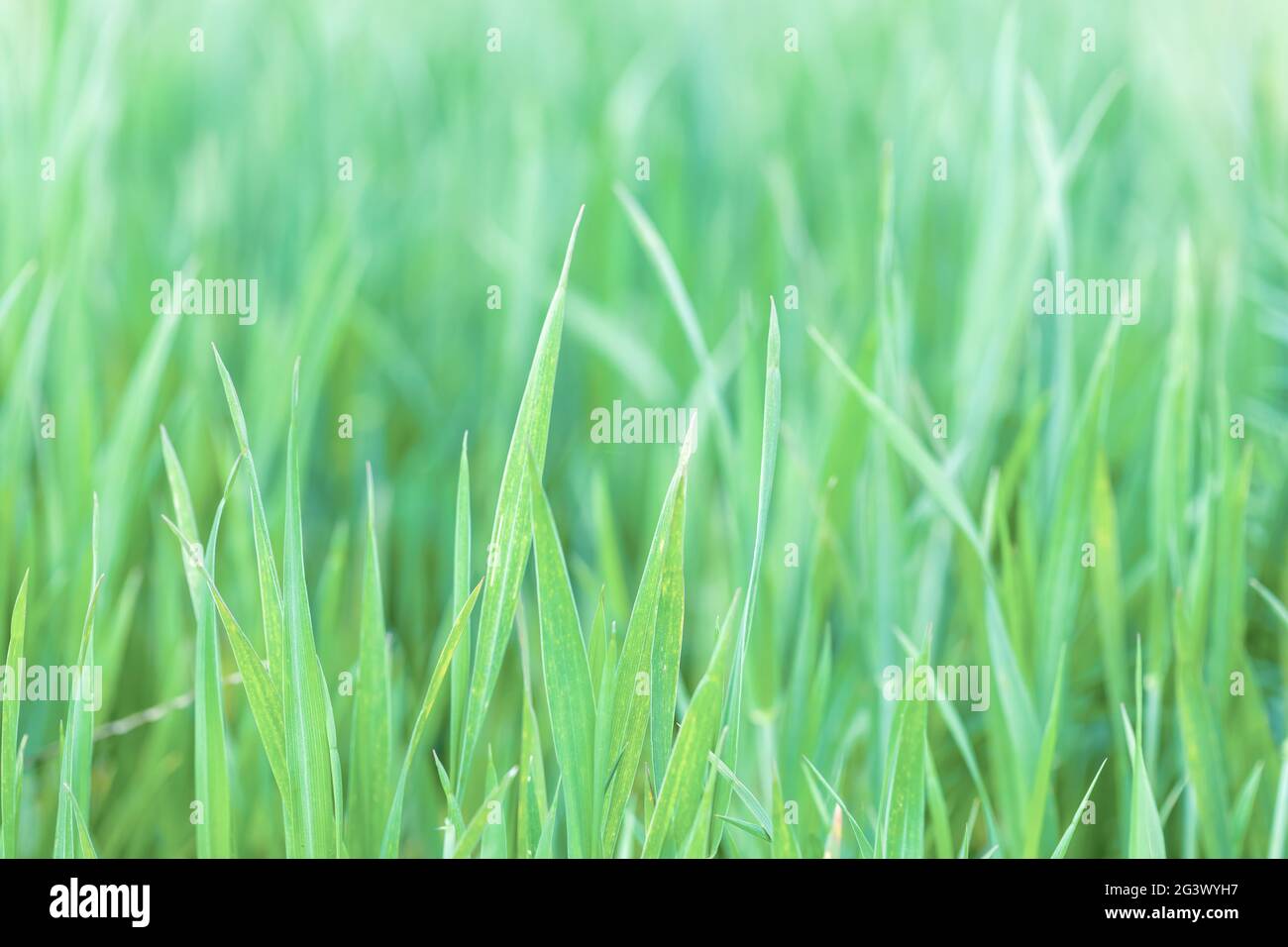 Spring background with grass on meadow Stock Photo - Alamy