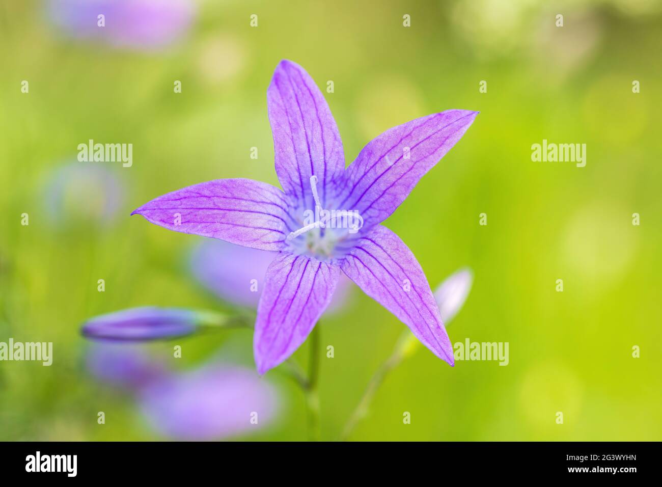 Flower campanula patula, wild flowering plant Stock Photo - Alamy