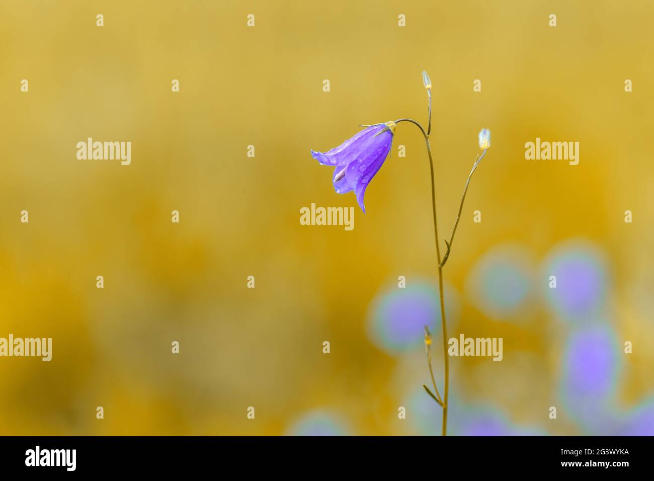 Flower campanula patula, wild flowering plant Stock Photo - Alamy