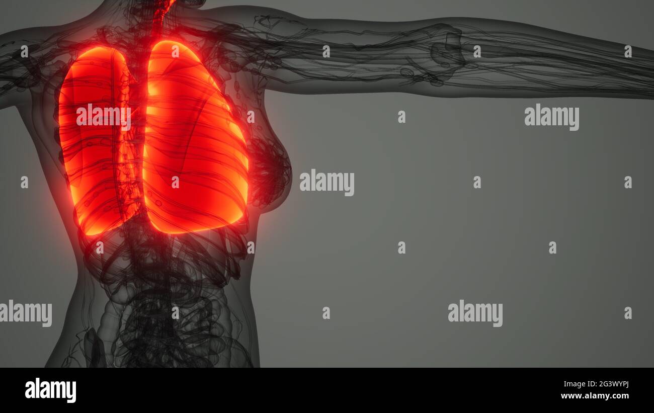 Human Lungs Radiology Exam Stock Photo - Alamy