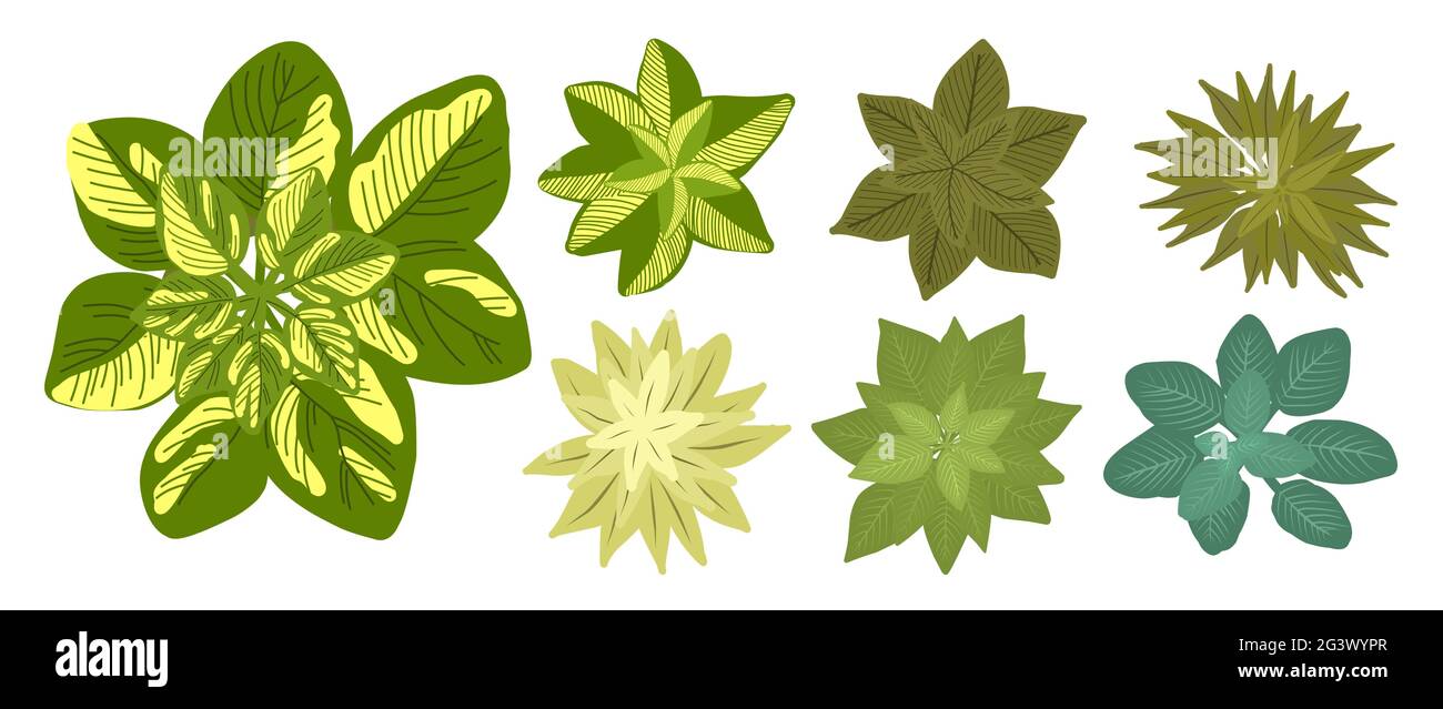 Plants Top View Vector