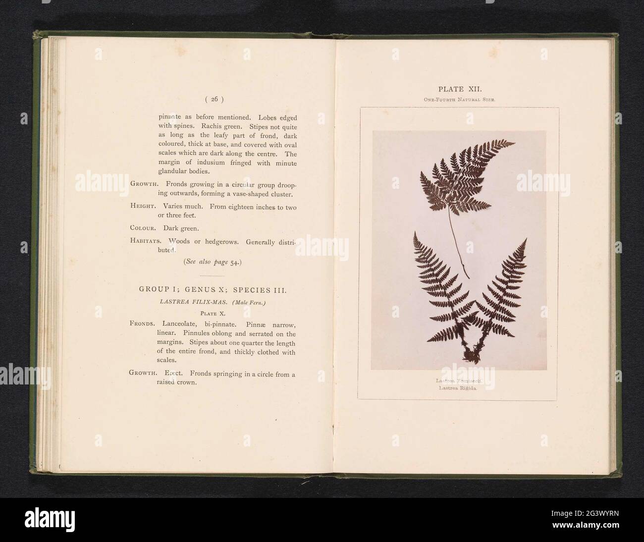 Leaves of two types of renal ferns; Lastrea foenisecii. Lastrea Rigida ...