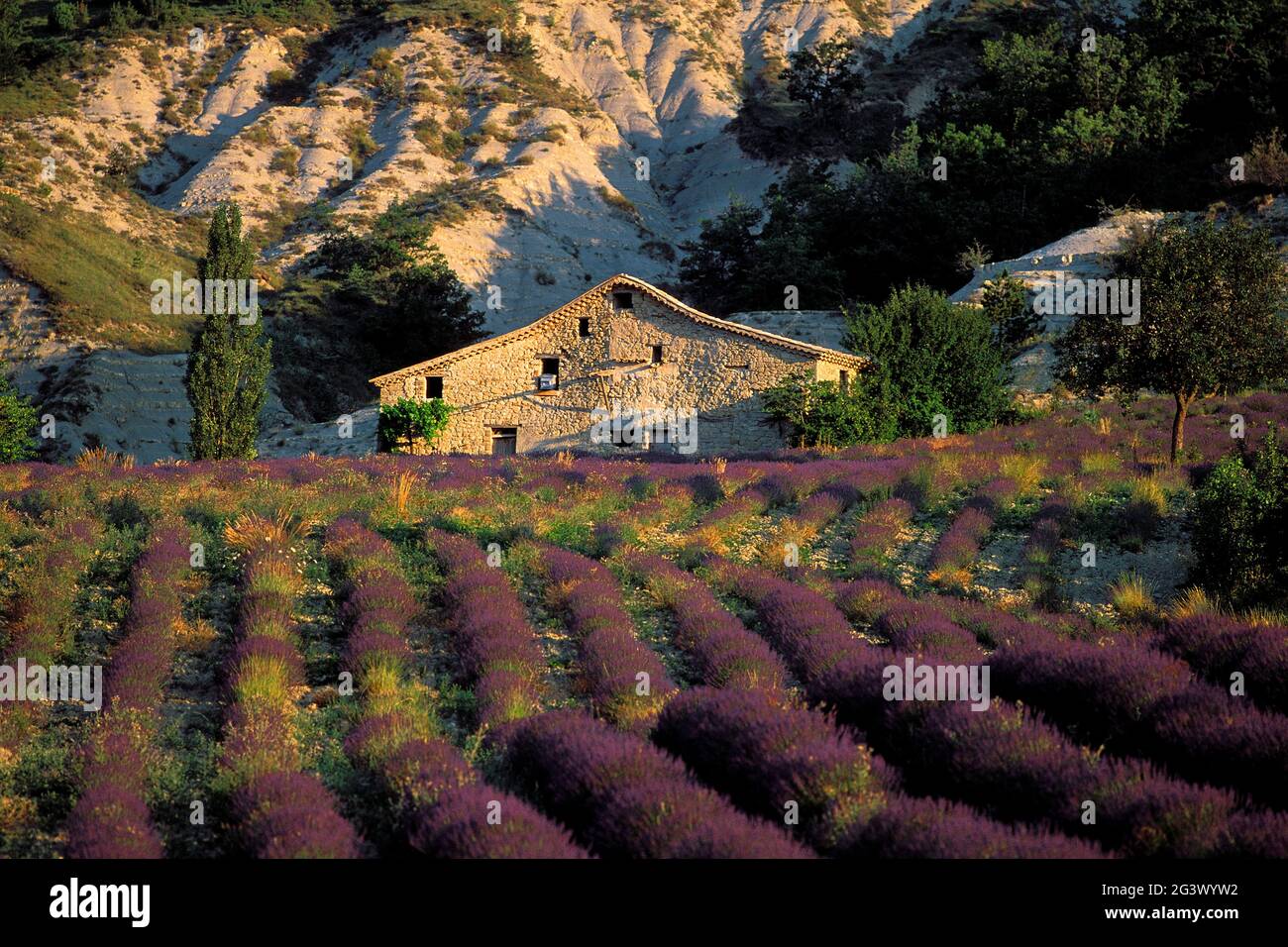 FRANCE DROME (26) DROME PROVENCALE REGION . CULTURE OF LAVENDER AND A ...
