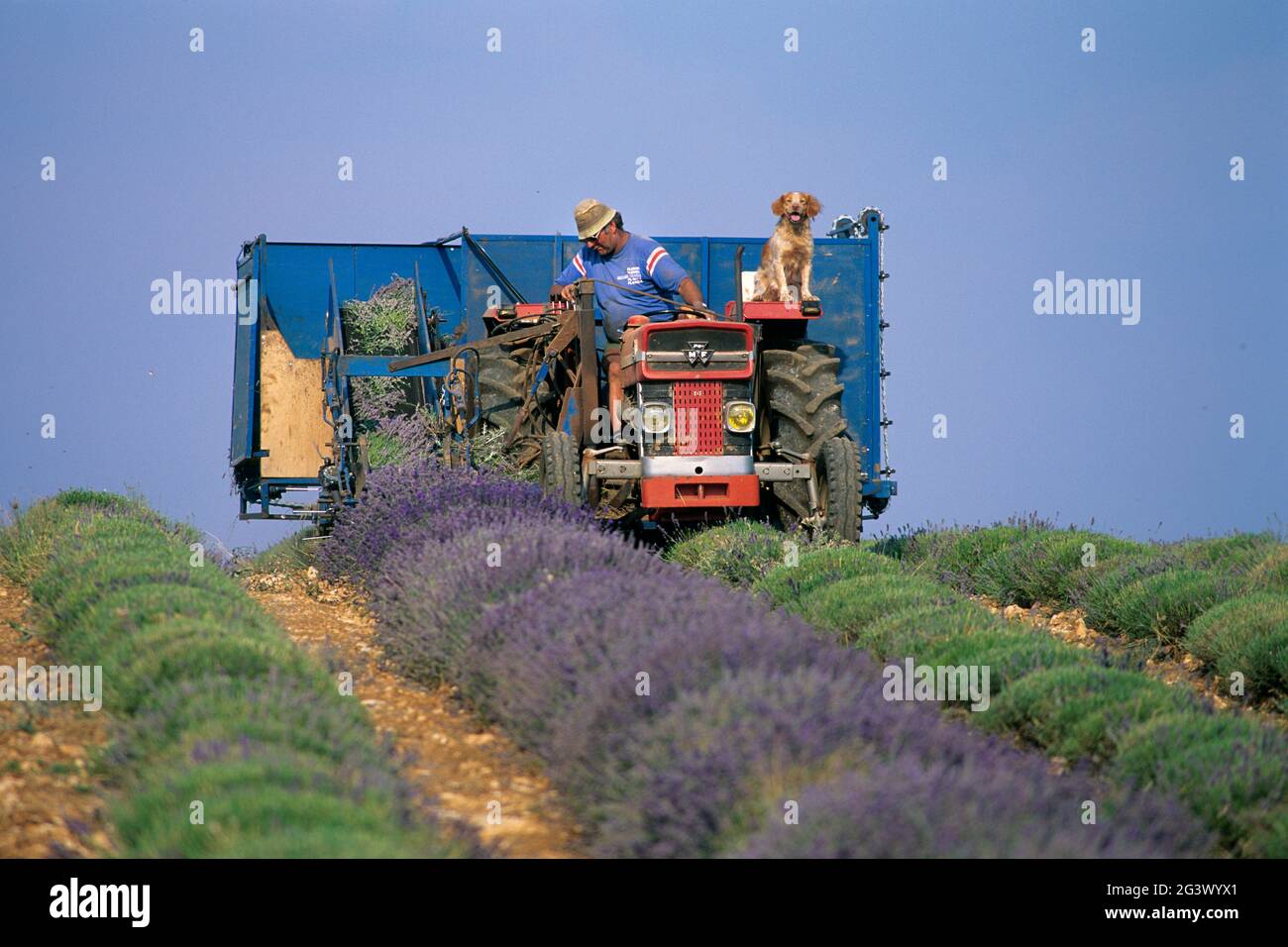 FRANCE. VAUCLUSE (84) SAULT. PLATEAU DU VAUCLUSE NEAR SAULT. LAVENDER ...