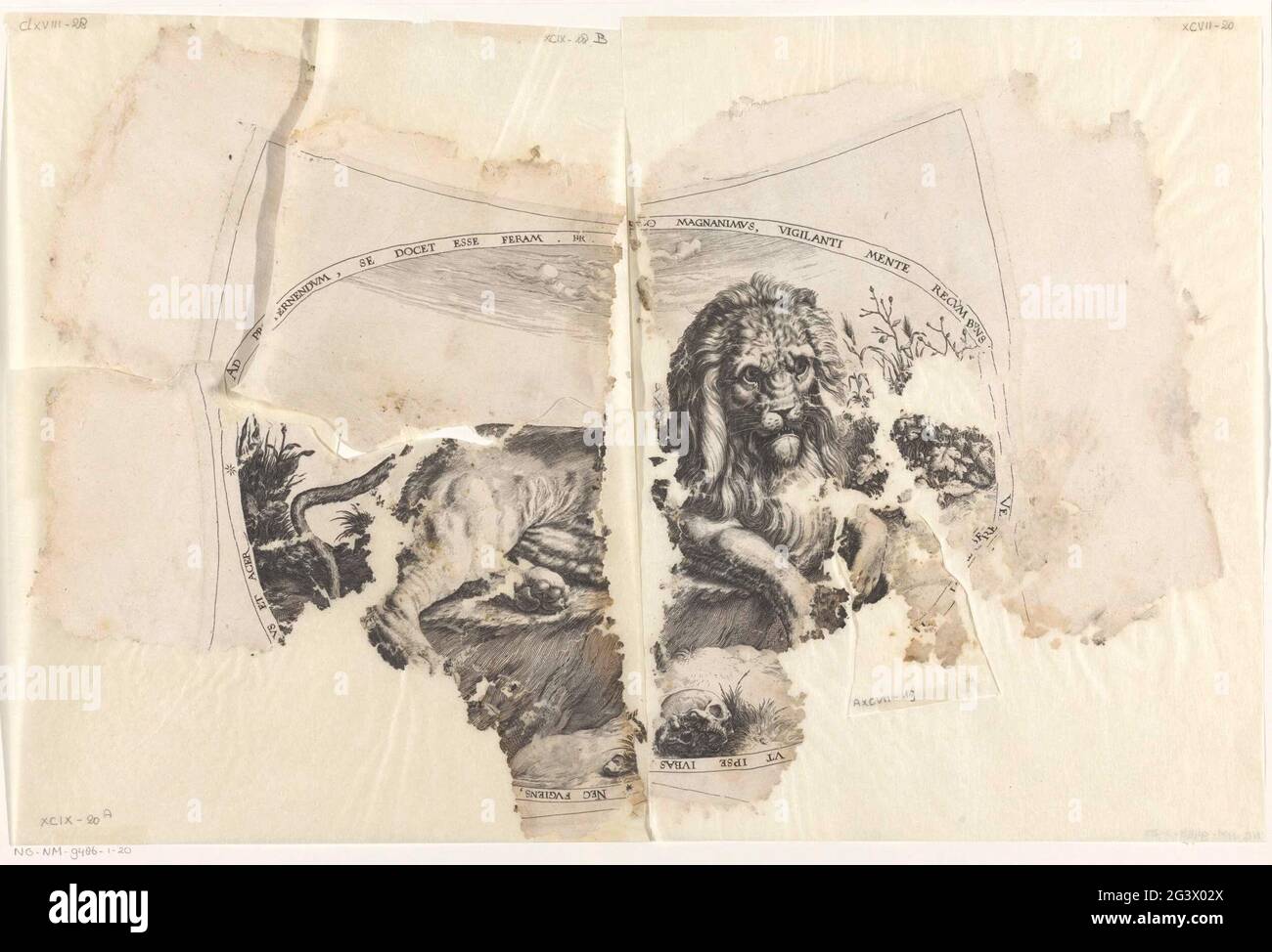 Lion. Oval presentation of a lion lying in a skull. To the show a Latin ...