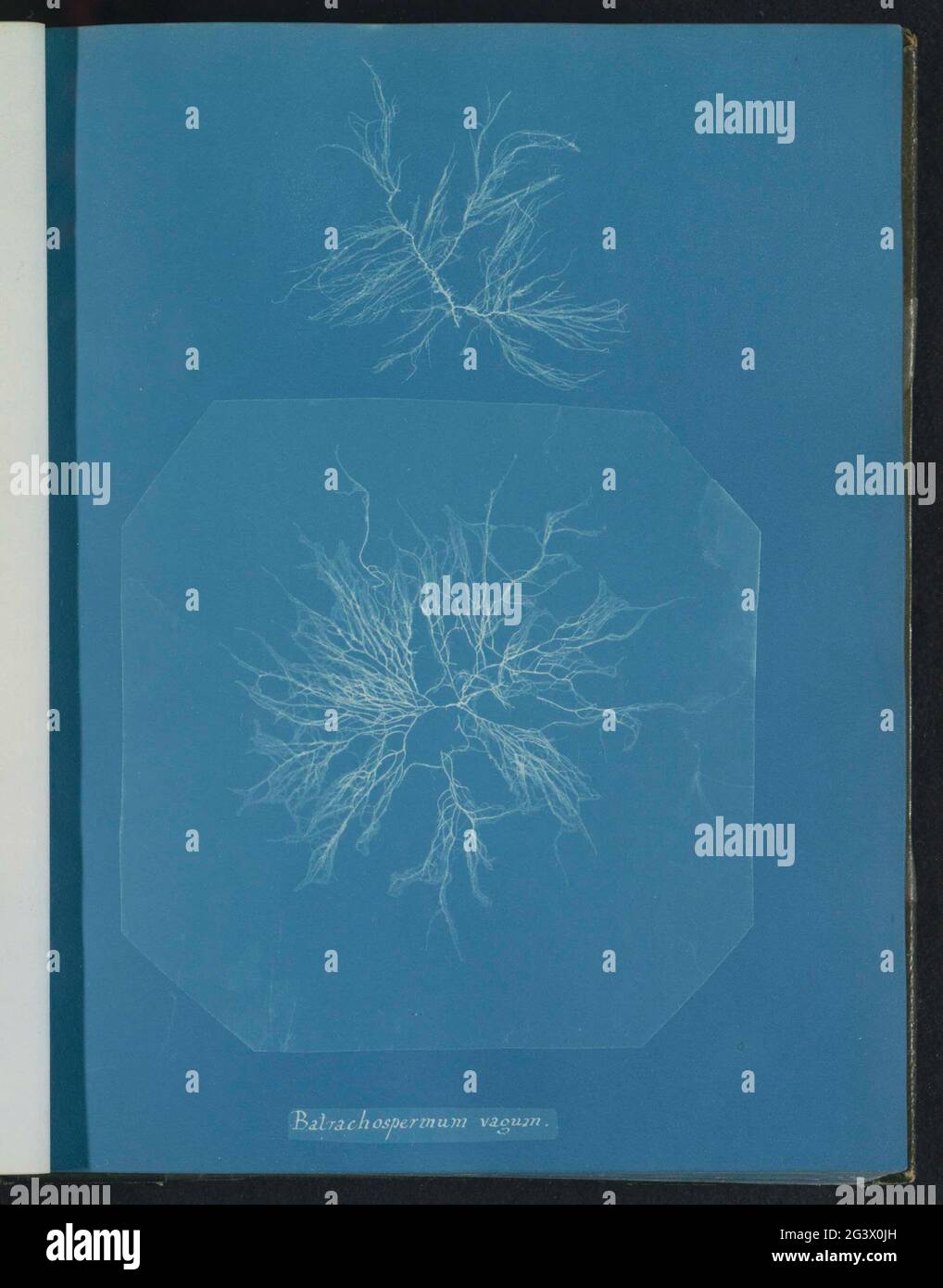 Batrachospermum vagum; Seaweed Stock Photo - Alamy