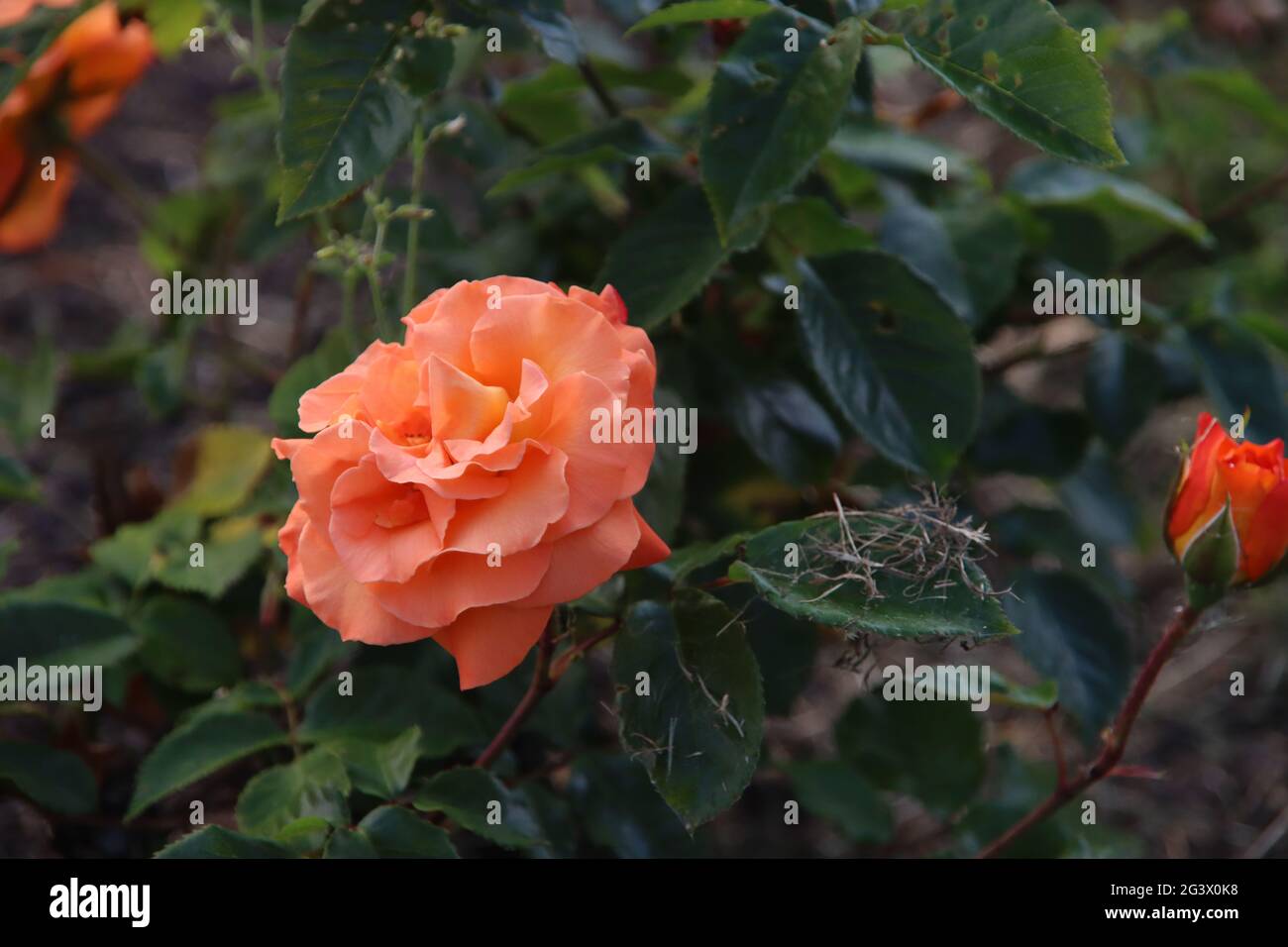 Rose garden Guldemondplantsoen as national monument in Boskoop in the ...