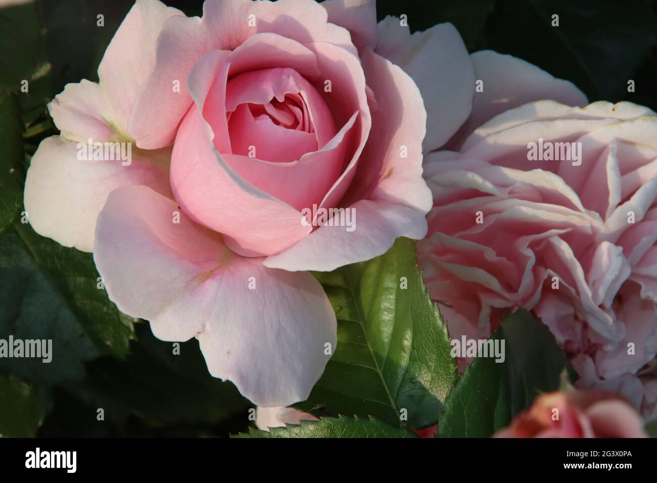 Rose garden Guldemondplantsoen as national monument in Boskoop in the ...