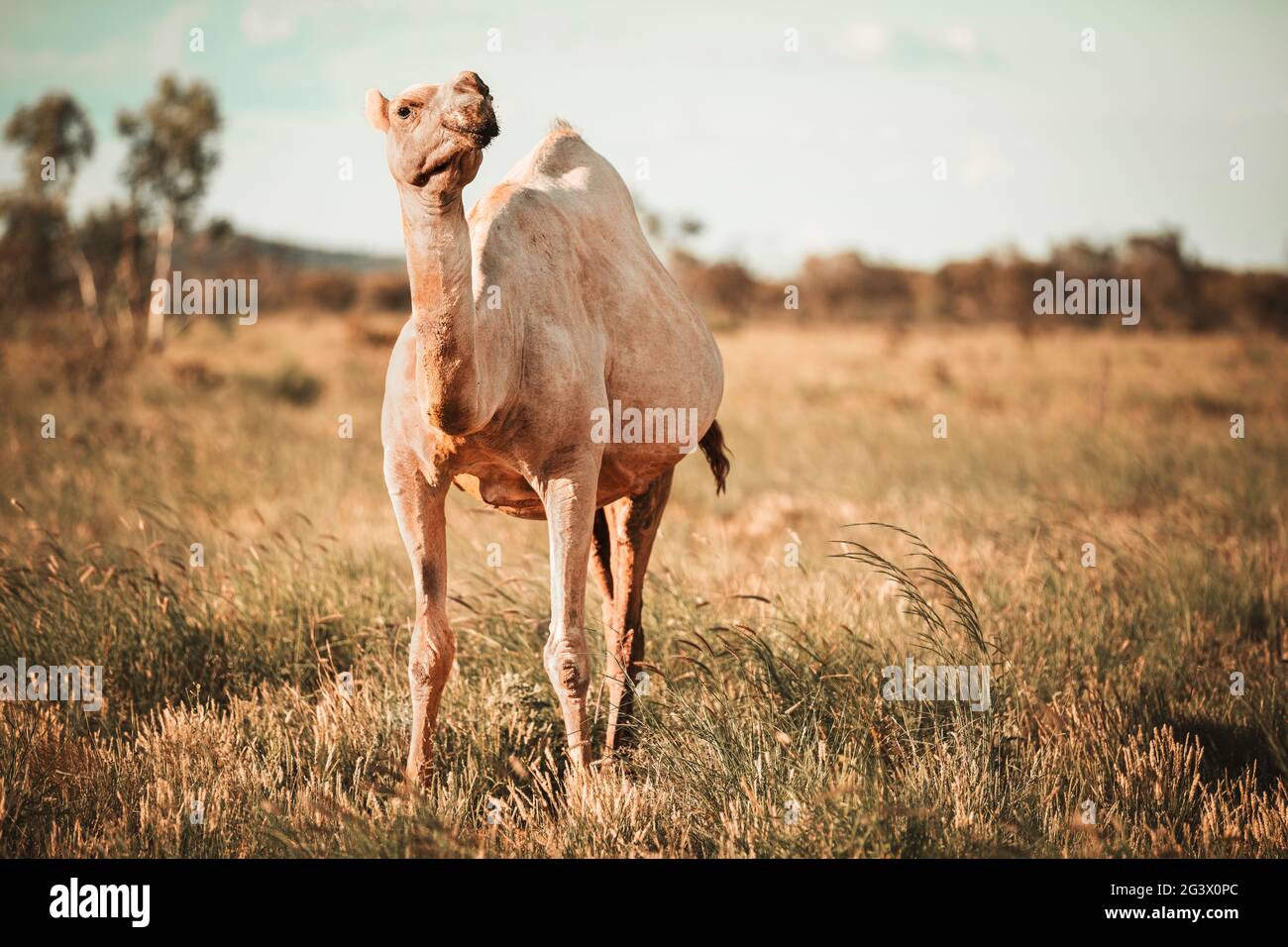 Feral camel in the australia red centre Stock Photo - Alamy