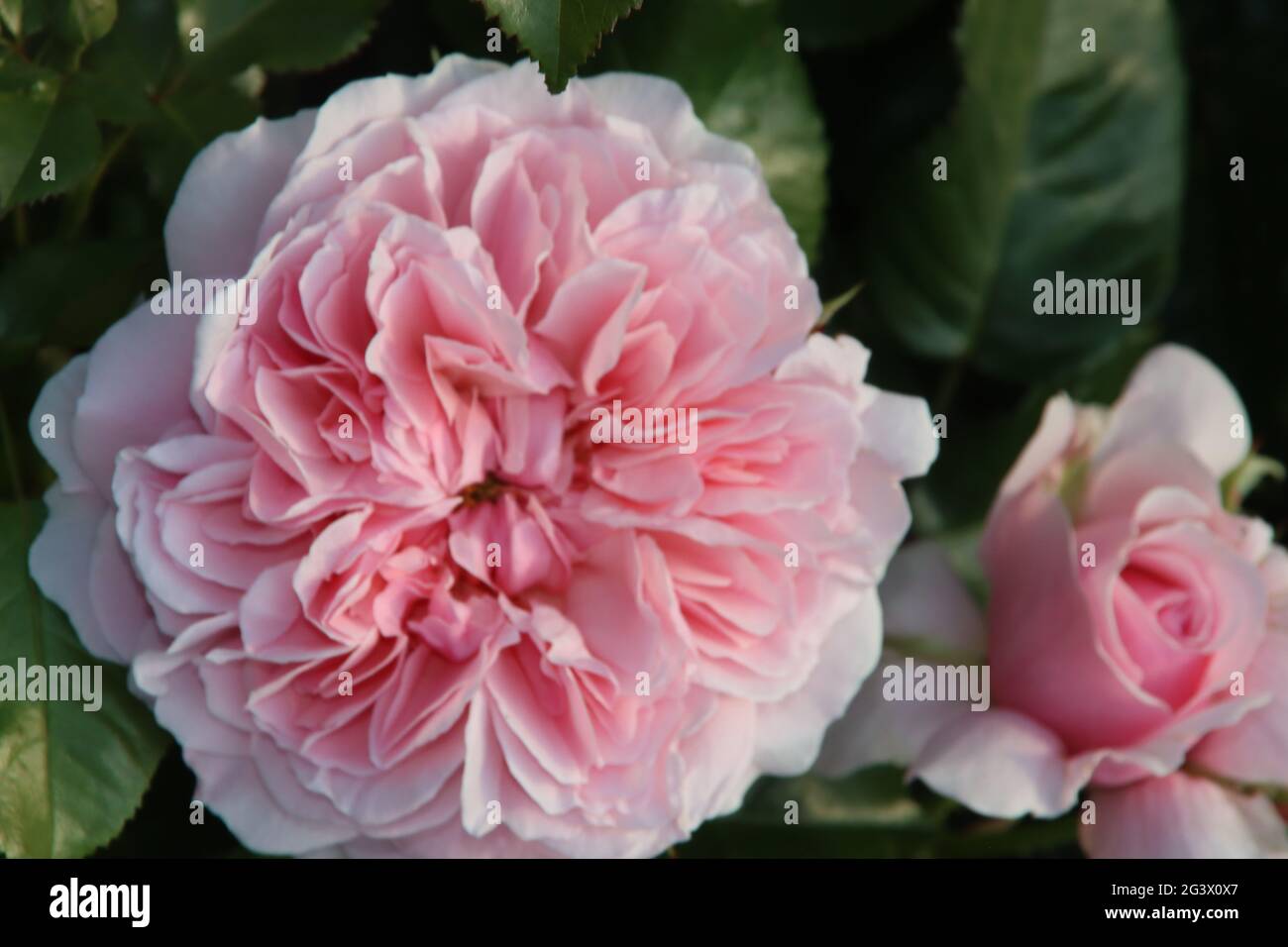 Rose garden Guldemondplantsoen as national monument in Boskoop in the ...