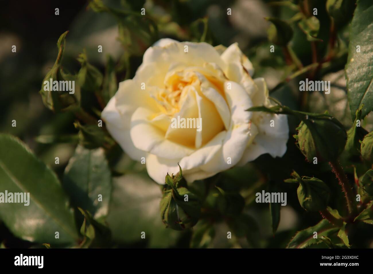 Rose garden Guldemondplantsoen as national monument in Boskoop in the ...