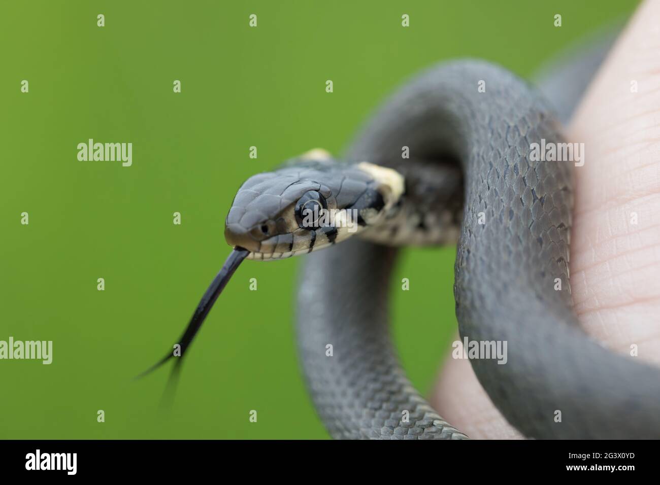 Small snake hi-res stock photography and images - Alamy