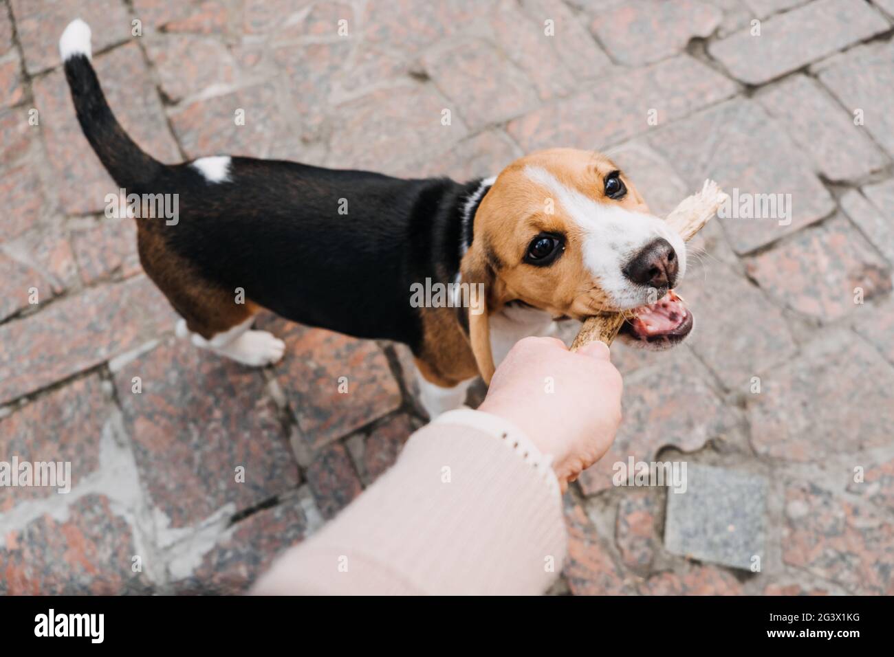 Outdoor Activities For dog puppy Beagles. Games to play with puppies ...