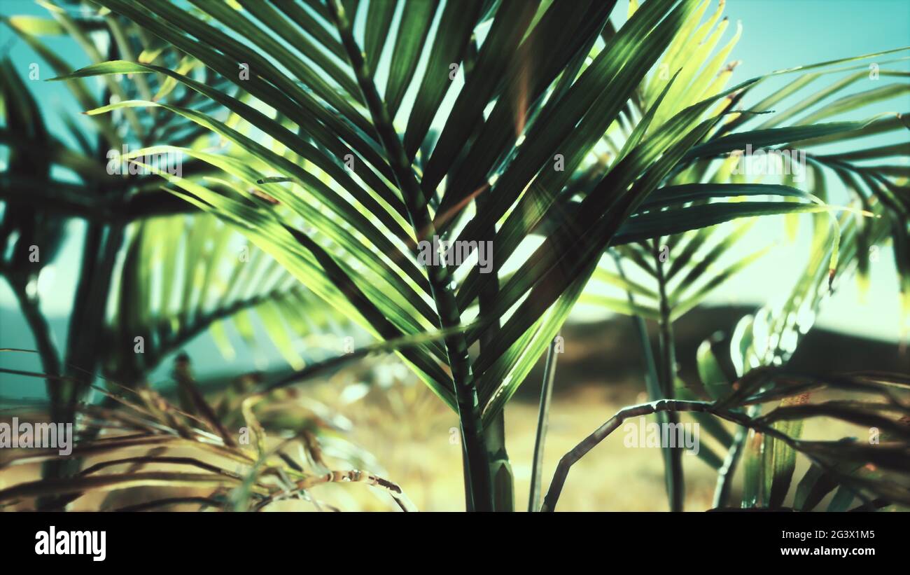 Sunlight through the leaves of palm trees Stock Photo - Alamy