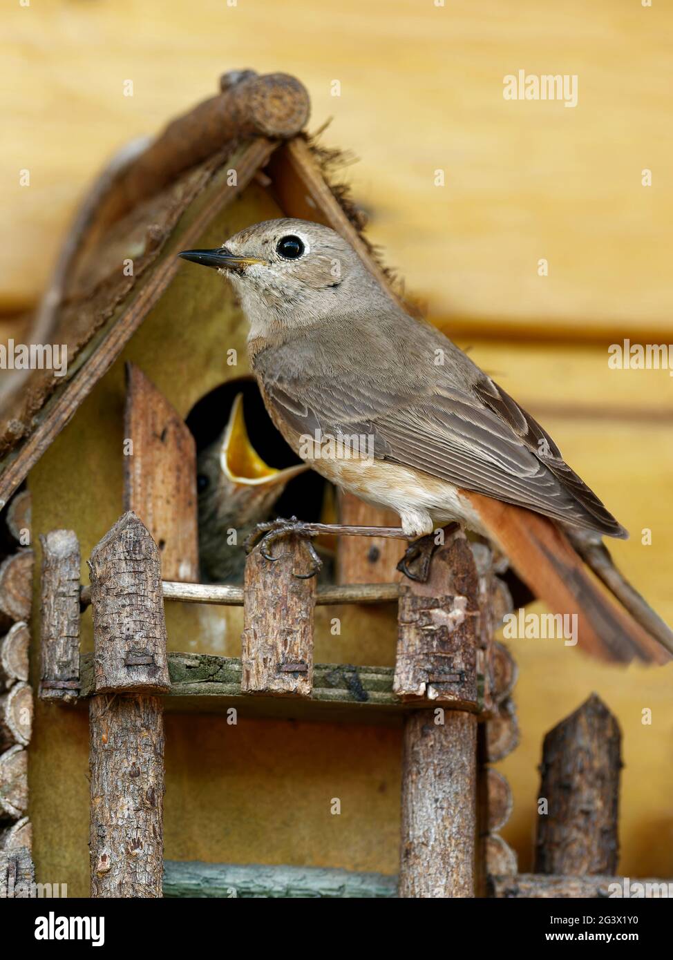 Redstart feeding at the nest box Stock Photo - Alamy