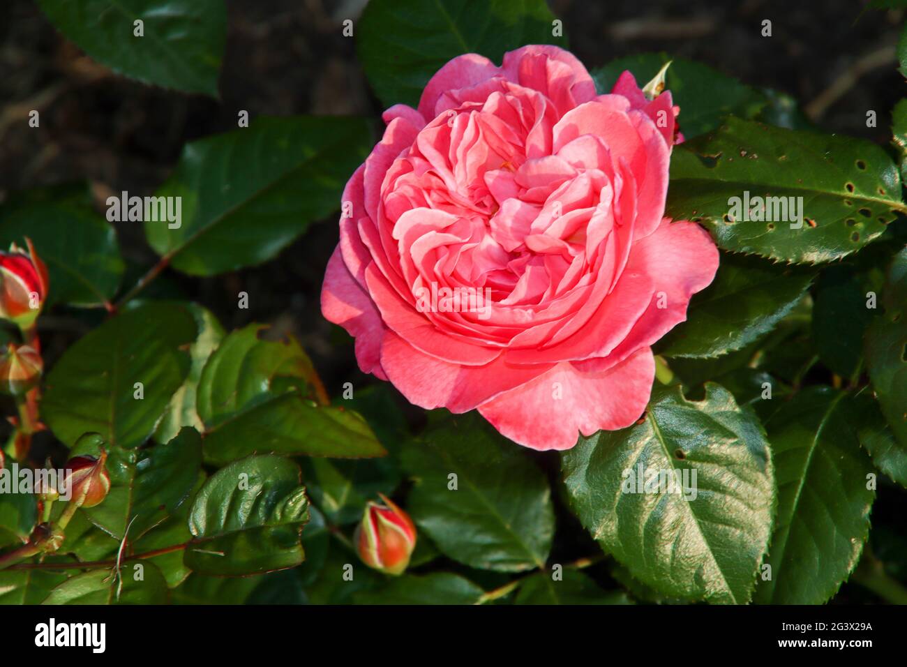 Rose garden Guldemondplantsoen as national monument in Boskoop in the ...