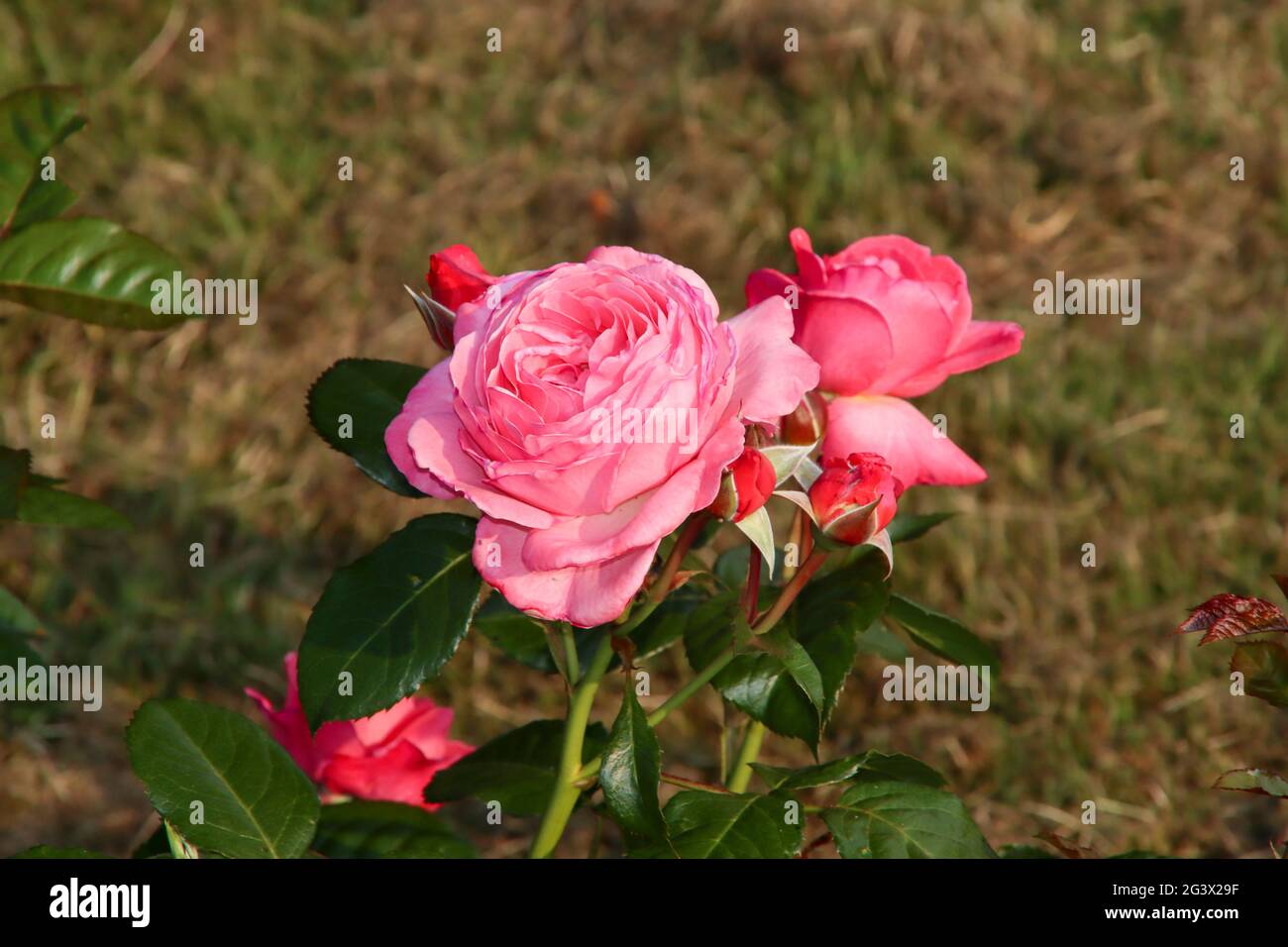 Rose garden Guldemondplantsoen as national monument in Boskoop in the ...