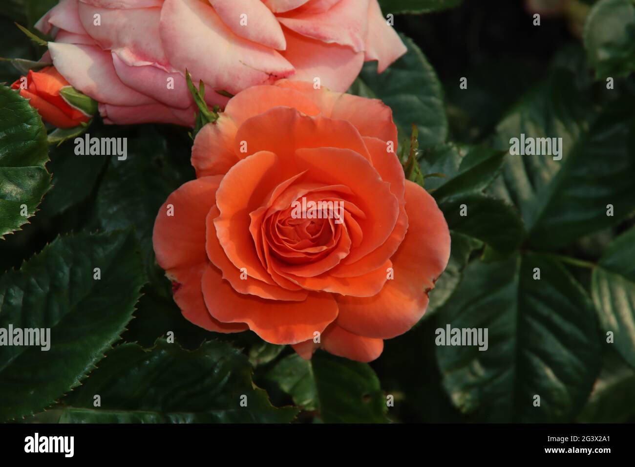 Rose garden Guldemondplantsoen as national monument in Boskoop in the ...