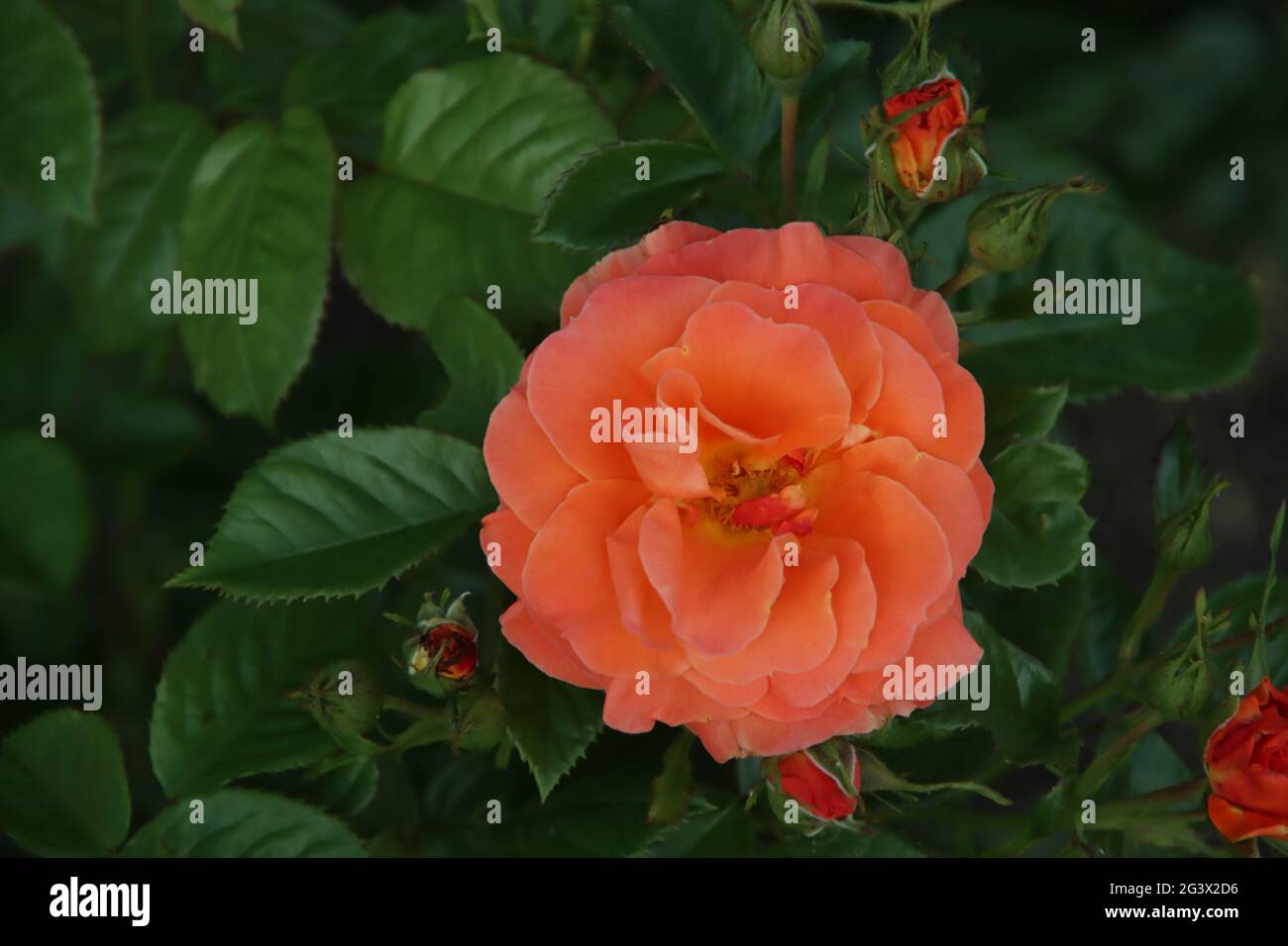 Rose garden Guldemondplantsoen as national monument in Boskoop in the ...