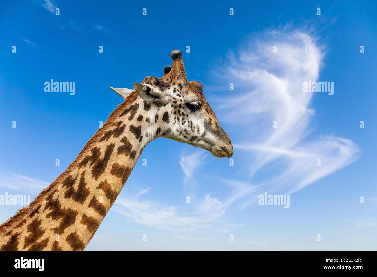 The thoughtful giraffe Stock Photo - Alamy
