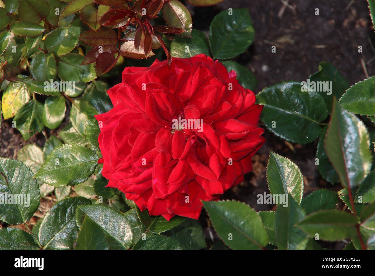 Rose garden Guldemondplantsoen as national monument in Boskoop in the ...