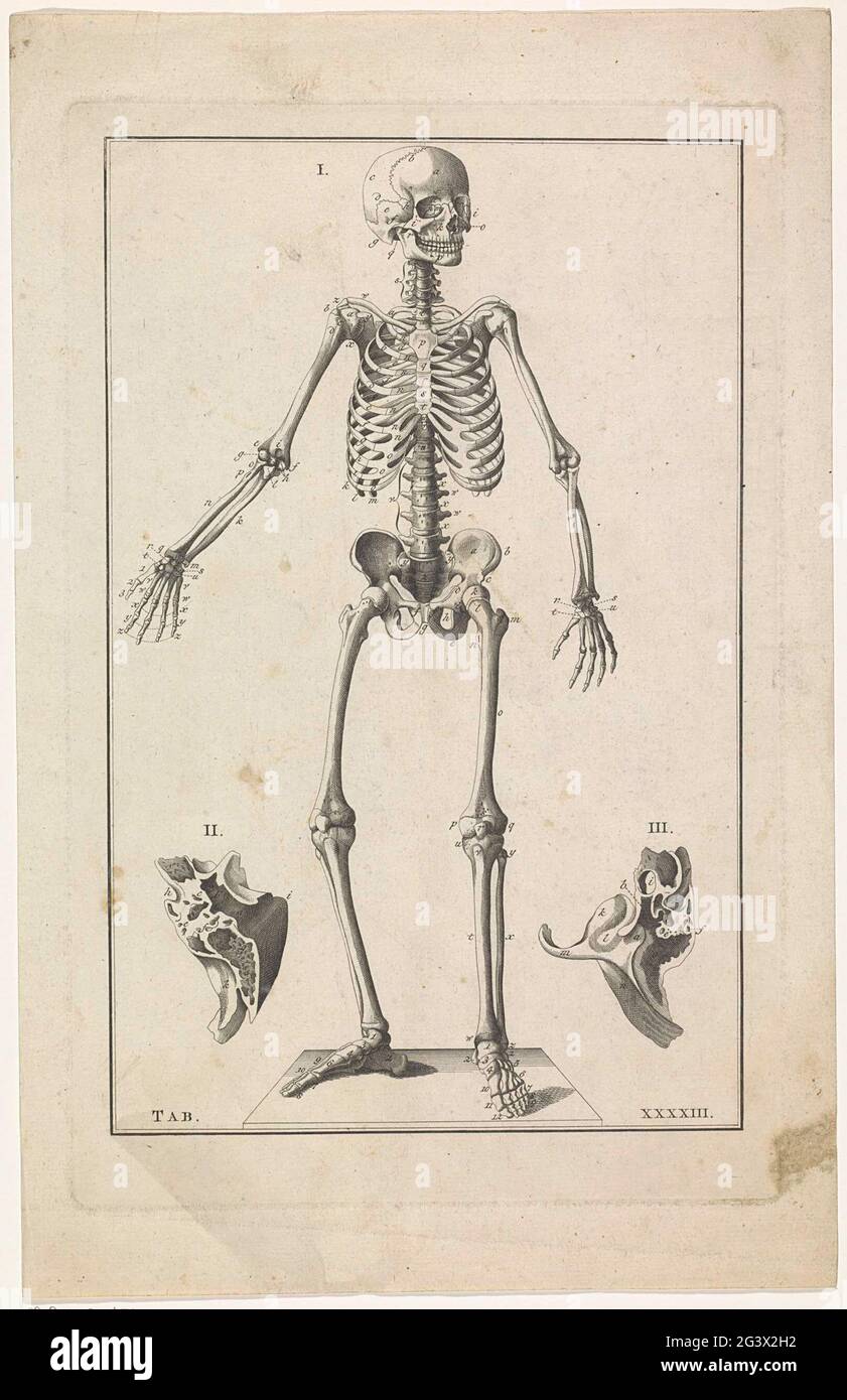 Skeleton. Anatomical representation of a human skeleton. The different ...