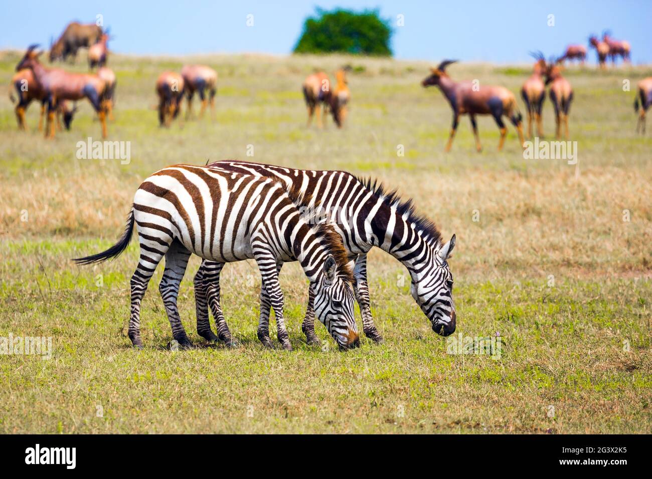 African pasture hi-res stock photography and images - Alamy