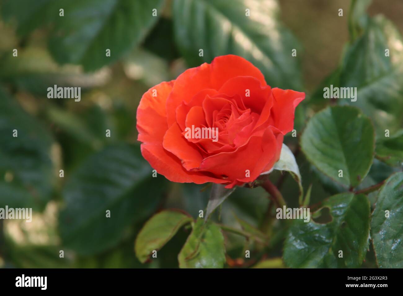 Rose garden Guldemondplantsoen as national monument in Boskoop in the ...