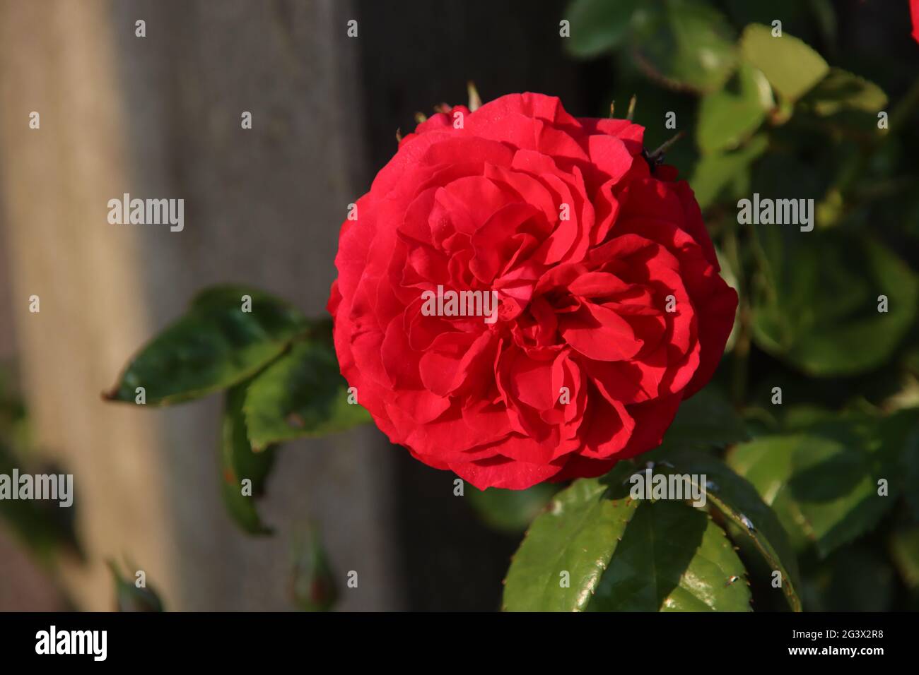 Rose garden Guldemondplantsoen as national monument in Boskoop in the ...