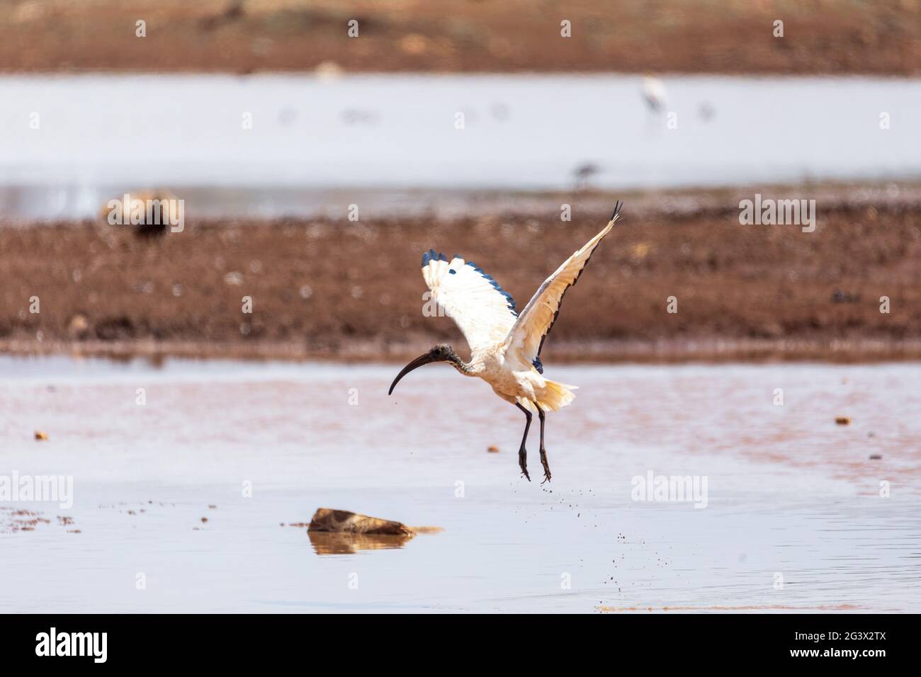 Bird African Sacred Ibis, Ethiopia safari wildlife Stock Photo - Alamy