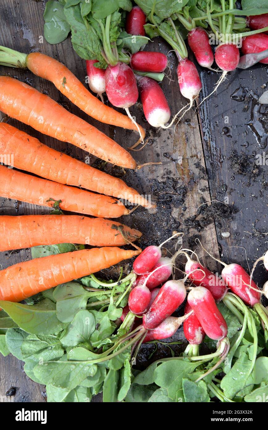 top view on organic dirty carrots and radishes freshly harvested in ...