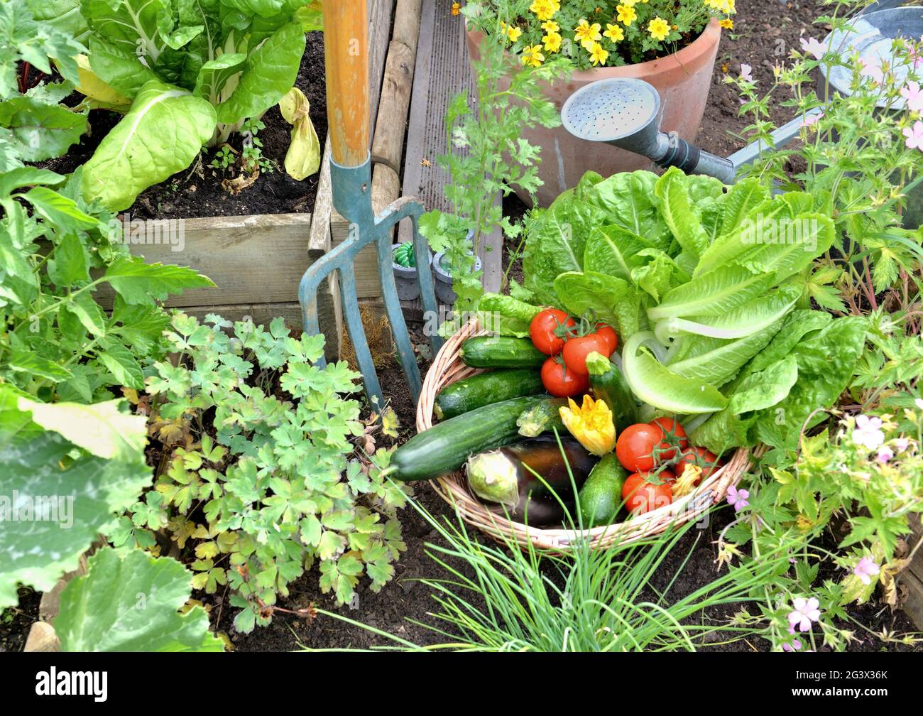 basket filled with freshly picked seasonal vegetables in the garden ...