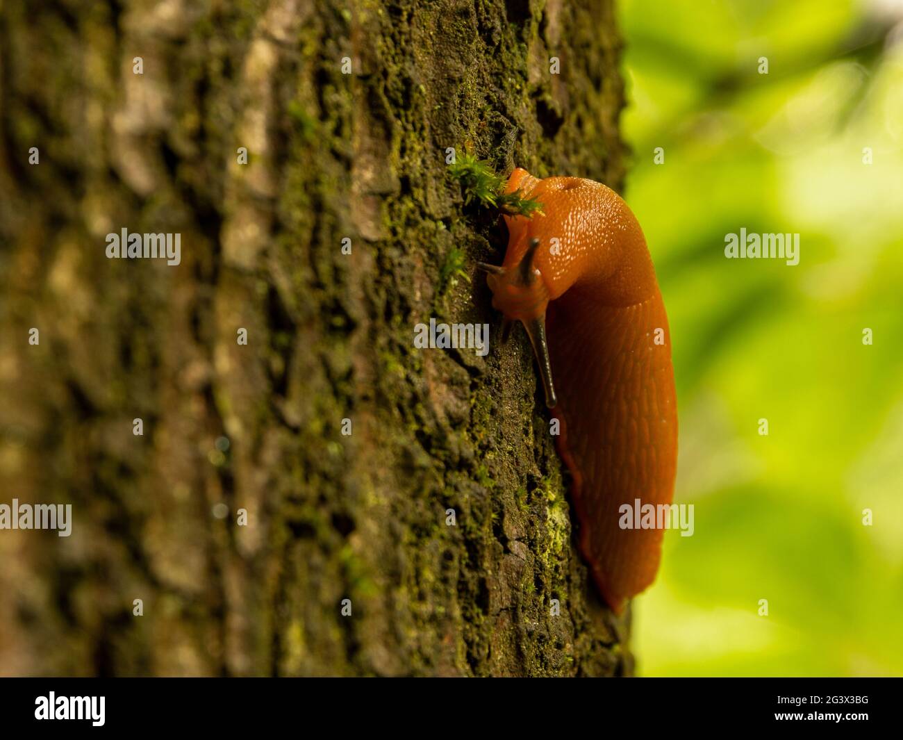 Closeup shot of a red roadside slug on a tree trunk Stock Photo - Alamy