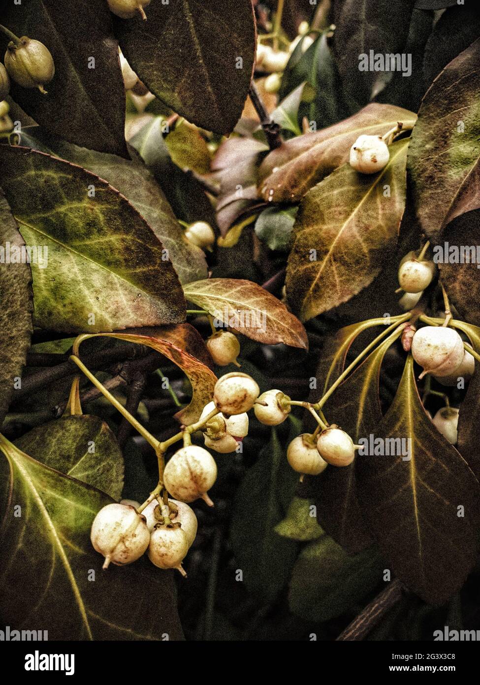 Cordia myxa hi-res stock photography and images - Alamy