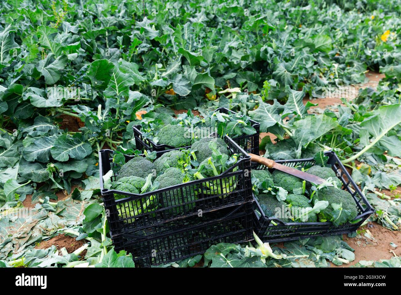 Crop of freshly picked broccoli in crate Stock Photo - Alamy