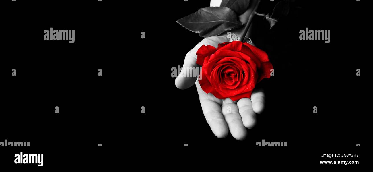 Beautiful red rose. Congratulatory background by St. Valentine's Day ...