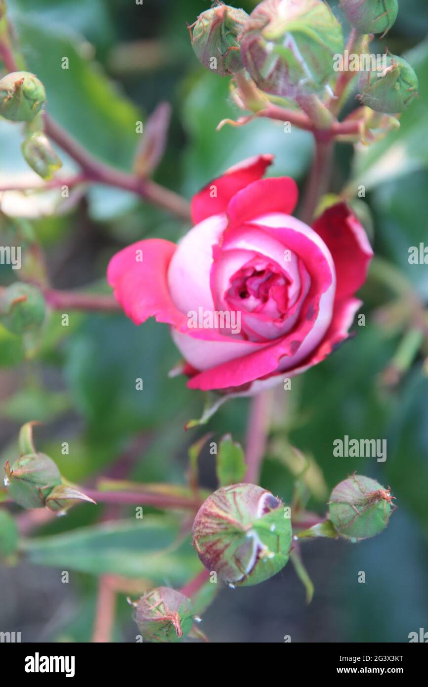 Rose garden Guldemondplantsoen as national monument in Boskoop in the ...
